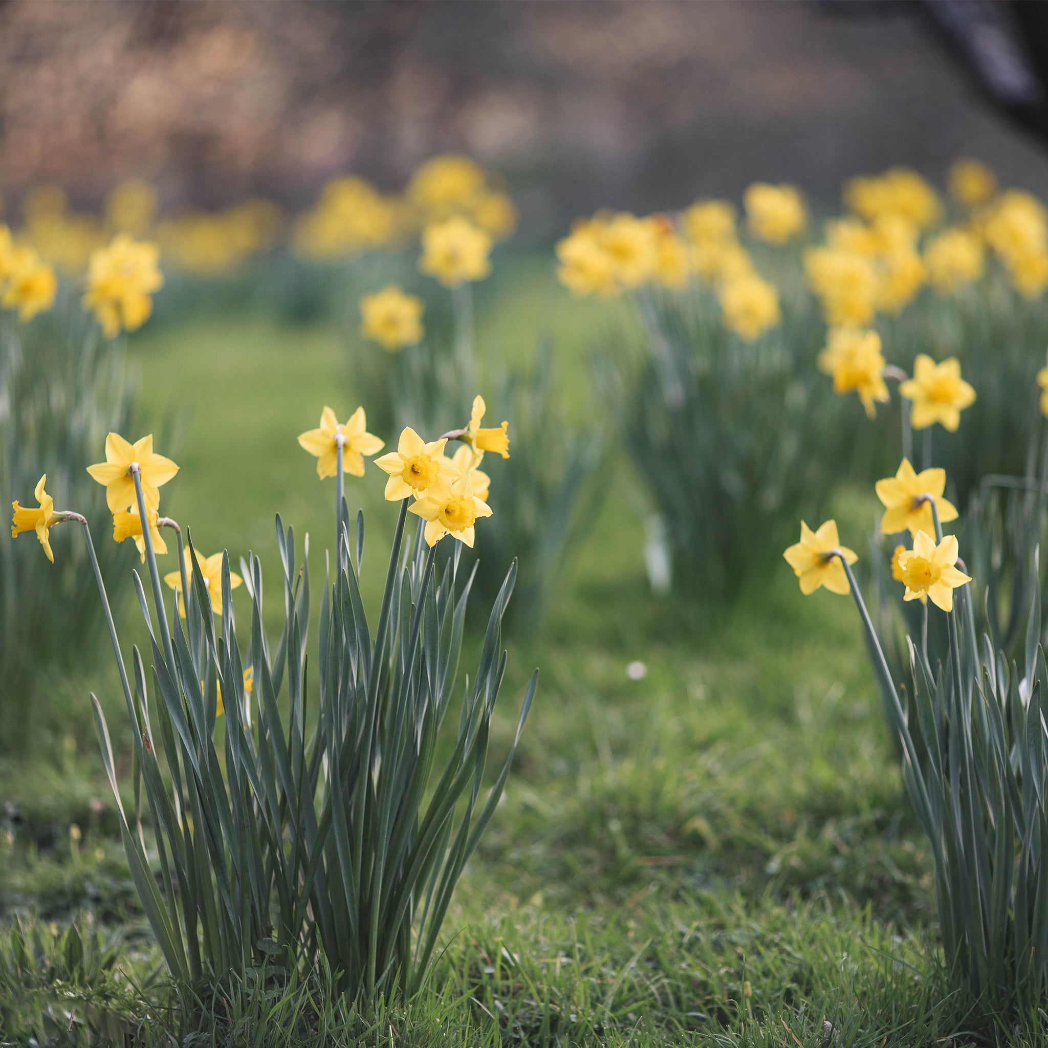 Letter Writing Prompt - Spring – London Letters